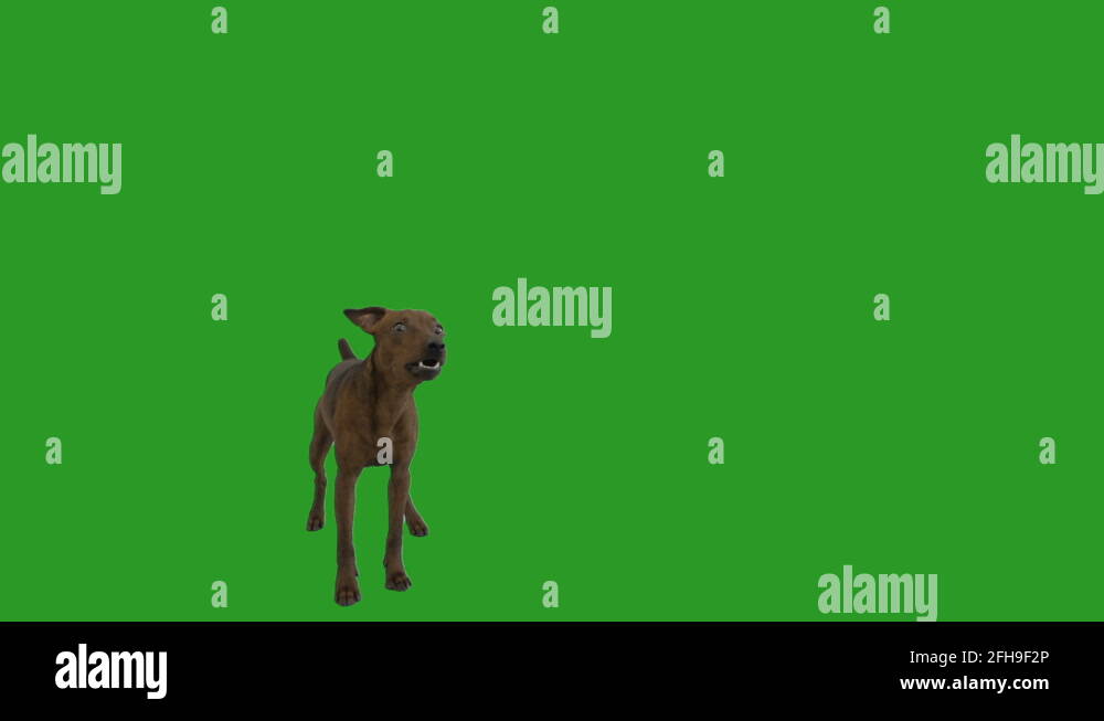 Dog to be angry on the green screen Stock Video Footage - Alamy