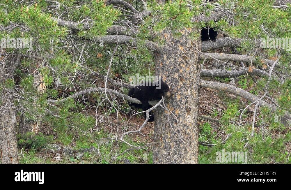 Bear cubs climbing tree Stock Videos & Footage - HD and 4K Video Clips ...