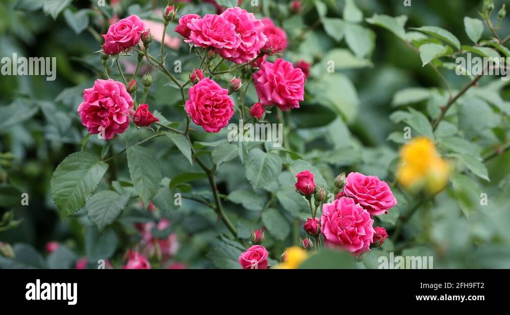 Many petal flower Stock Videos & Footage - HD and 4K Video Clips - Alamy