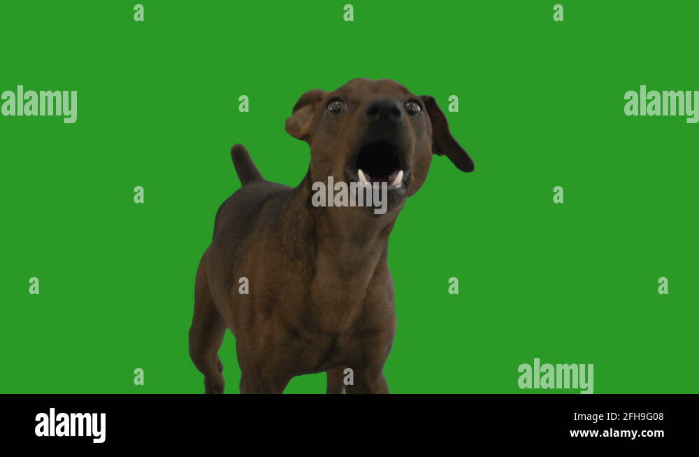 Miniature Pinscher Dog to be angry on the green screen Stock Video ...