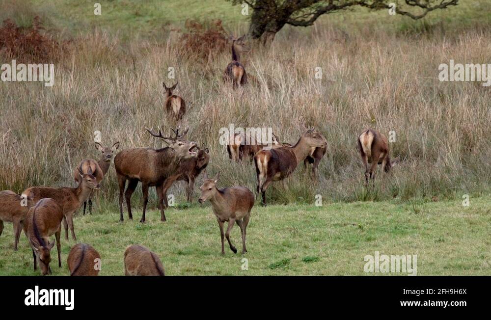 Animals roaring Stock Videos & Footage - HD and 4K Video Clips - Alamy