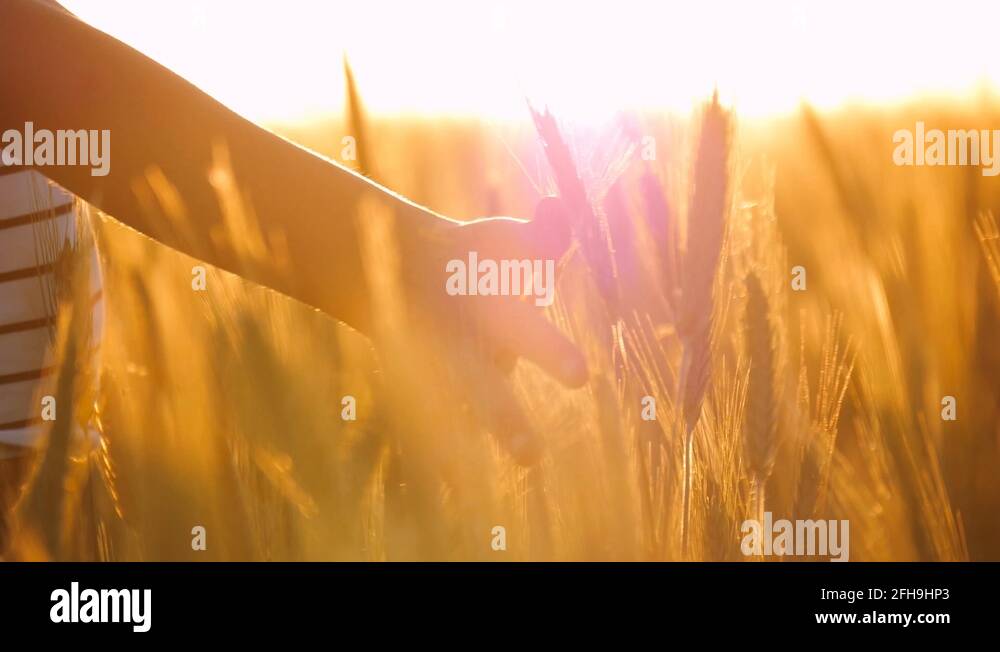 Little girl to wave hands on meadow with sunset. The hands of the child ...