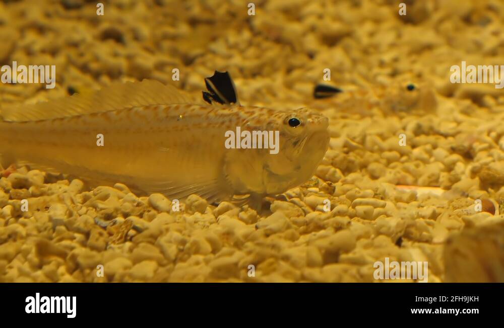 Weever fish Stock Videos & Footage - HD and 4K Video Clips - Alamy