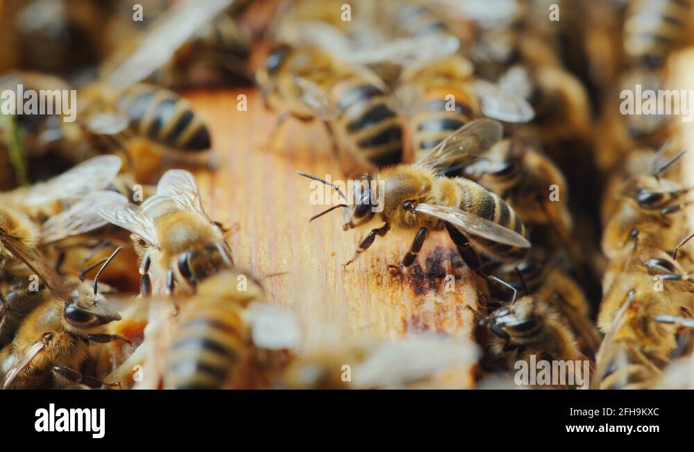 Traditional hive Stock Videos & Footage - HD and 4K Video Clips - Alamy