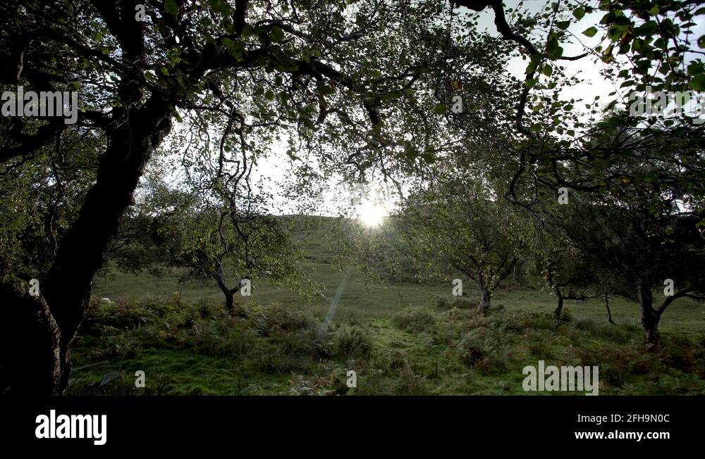 Mull tree Stock Videos & Footage - HD and 4K Video Clips - Alamy