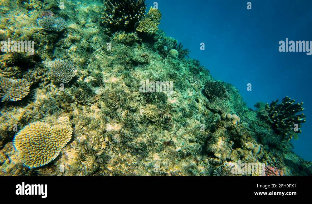 Sea reef fiji Stock Videos & Footage - HD and 4K Video Clips - Alamy