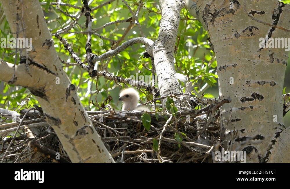 Red tail hawk fledgling Stock Videos & Footage - HD and 4K Video Clips ...