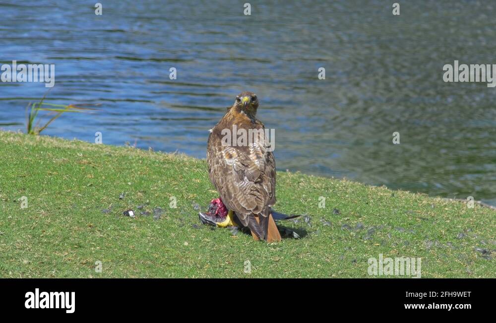 Red tail hawk with prey Stock Videos & Footage - HD and 4K Video Clips ...