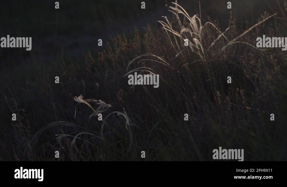 Steppe flower Stock Videos & Footage - HD and 4K Video Clips - Alamy