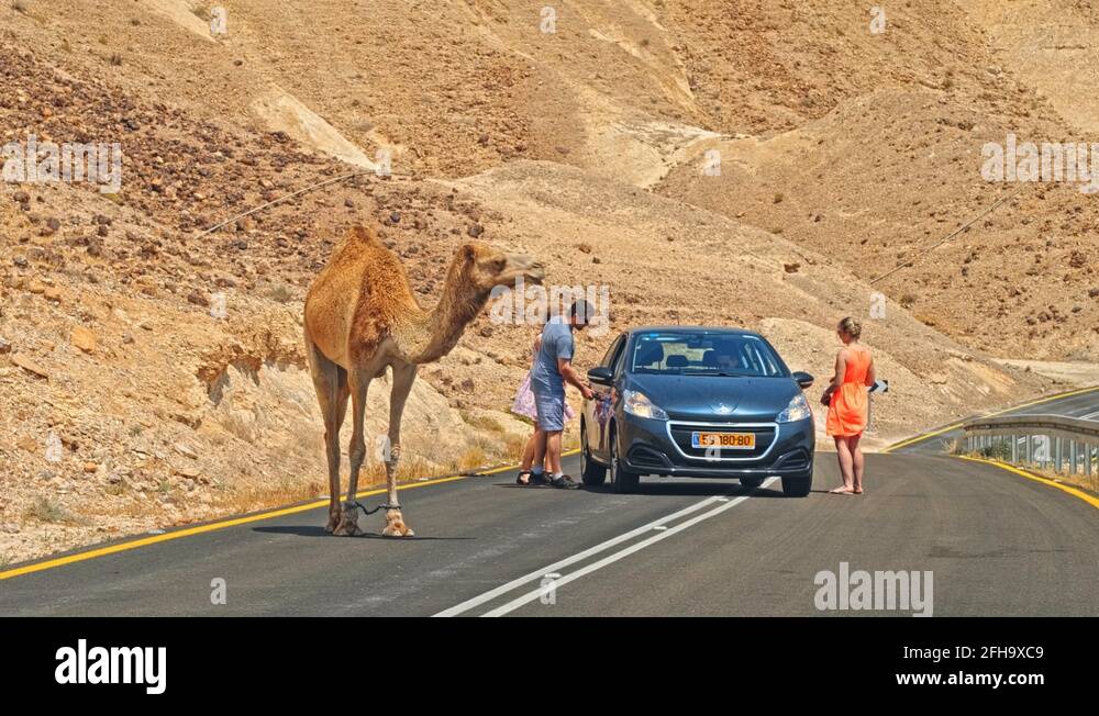 Camel on road Stock Videos & Footage - HD and 4K Video Clips - Alamy