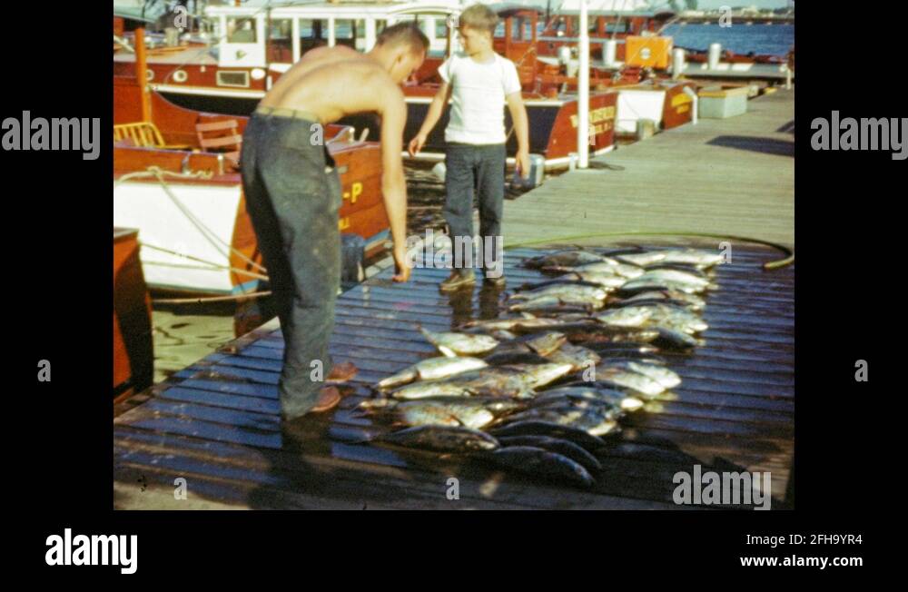 1940's: Boys arrange caught fish on dock; fishermen pose by their catch ...