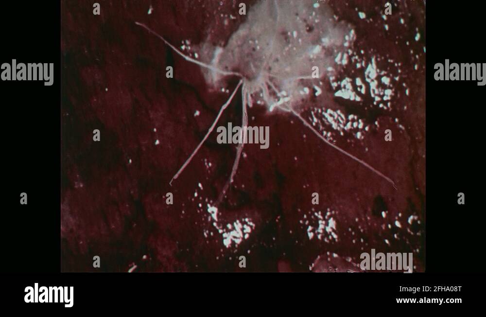 Cave spider habitat Stock Videos & Footage - HD and 4K Video Clips - Alamy