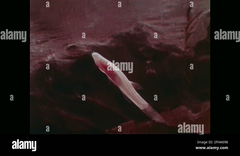 Blind cave fish in cave Stock Videos & Footage - HD and 4K Video Clips ...