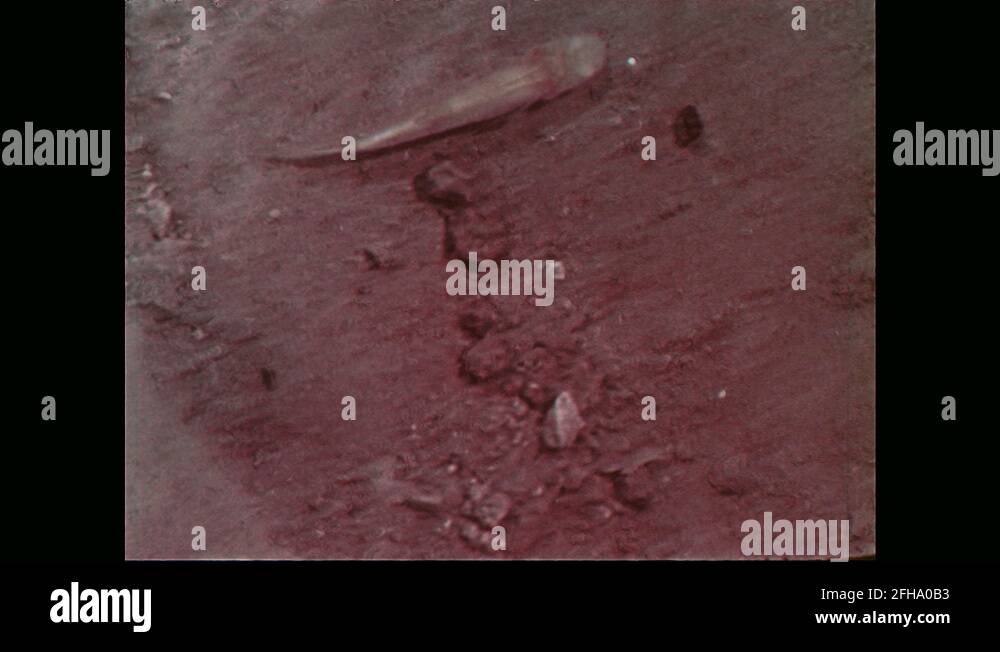 Blind species Stock Videos & Footage - HD and 4K Video Clips - Alamy