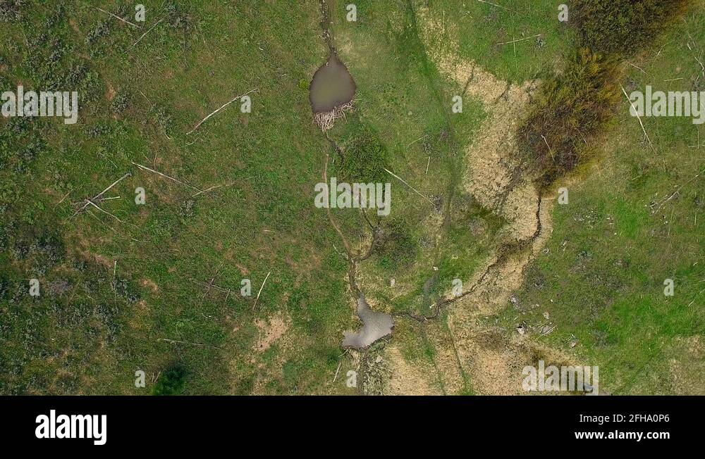 Beaver ponds Stock Videos & Footage - HD and 4K Video Clips - Alamy