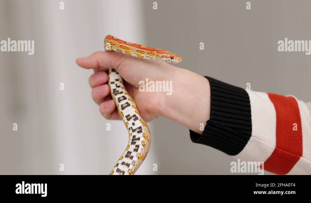 Snake with arms Stock Videos & Footage - HD and 4K Video Clips - Alamy