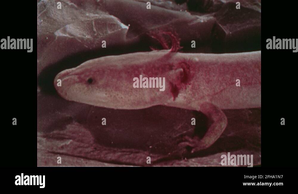 Blind cave fish Stock Videos & Footage - HD and 4K Video Clips - Alamy