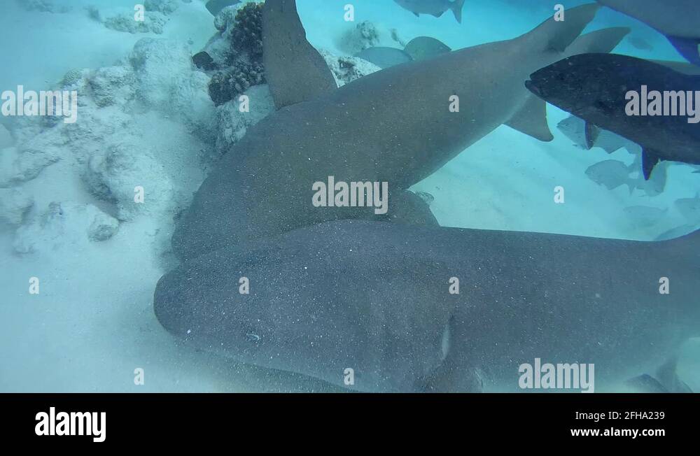 Two nurse shark swim in the blue water over sandy bottom, Tawny nurse ...