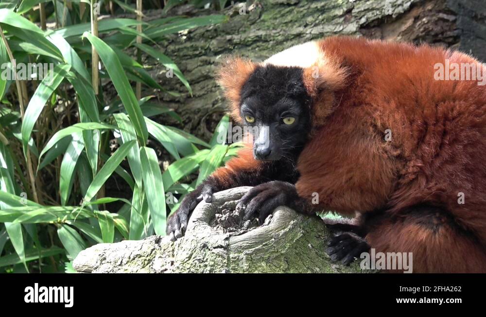 Red ruffed lemur animal Stock Videos & Footage - HD and 4K Video Clips ...