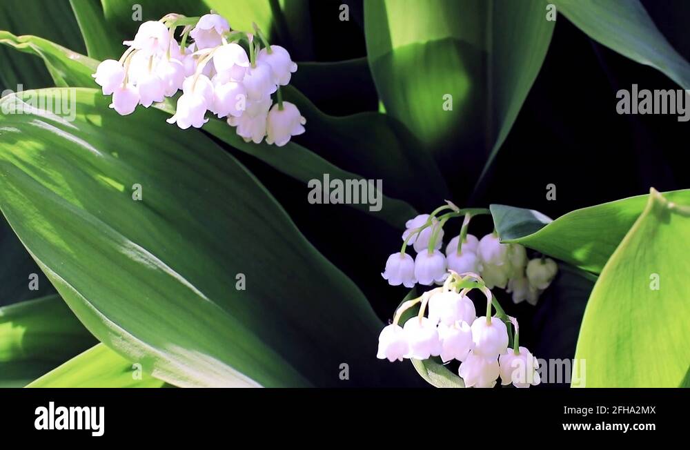 Toxic lily Stock Videos & Footage - HD and 4K Video Clips - Alamy