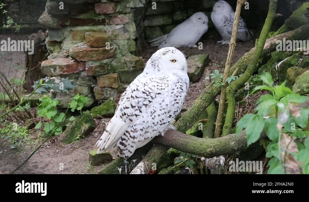 Arctic owl species Stock Videos & Footage - HD and 4K Video Clips - Alamy