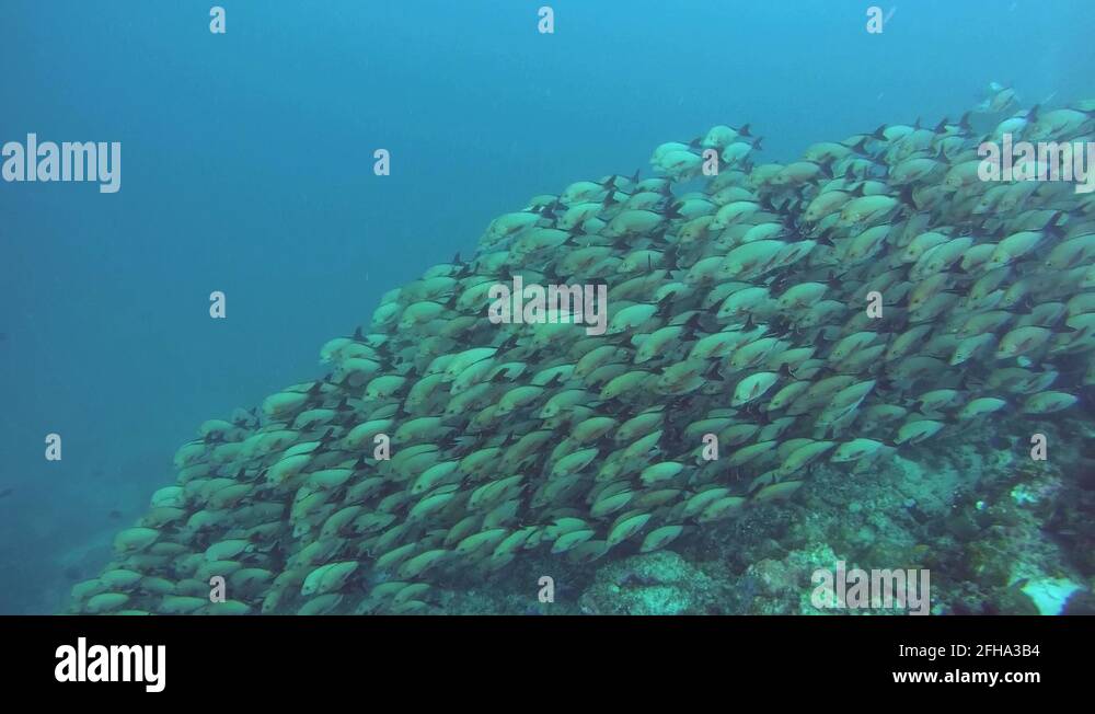 massive school of Humpback Red Snapper - Lutjanus gibbus flows down the ...