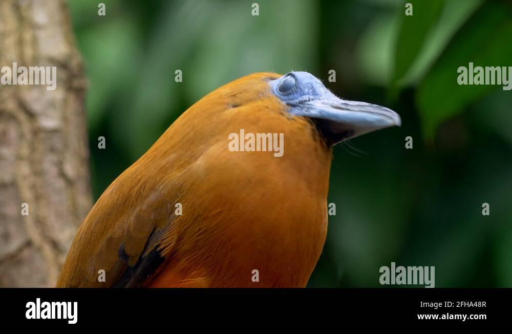 Capuchinbird perissocephalus tricolor Stock Videos & Footage - HD and ...