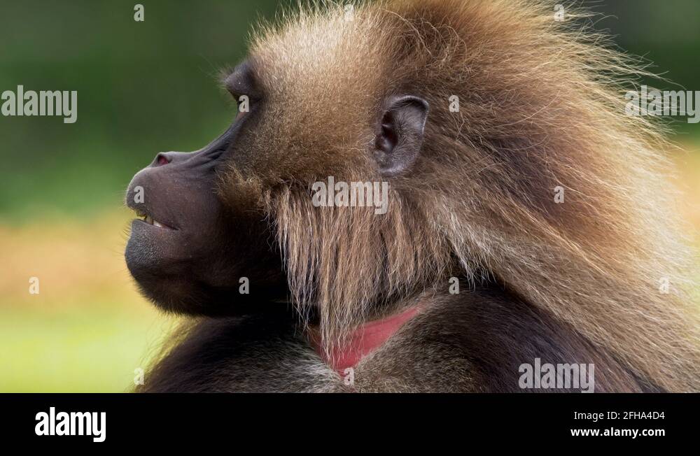 Theropithecus gelada ethiopian Stock Videos & Footage - HD and 4K Video ...