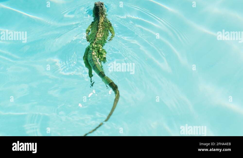Iguana art Stock Videos & Footage - HD and 4K Video Clips - Alamy