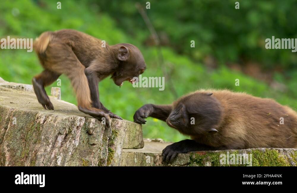 Gelada baboon fight Stock Videos & Footage - HD and 4K Video Clips - Alamy