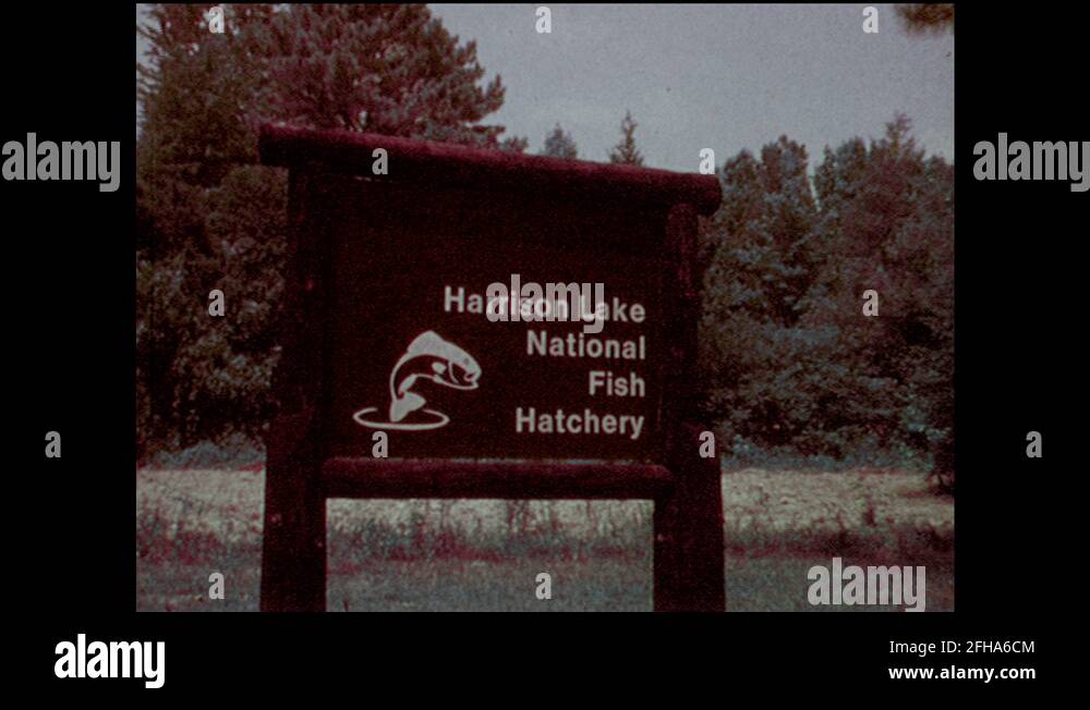 1970s fish hatchery Stock Videos & Footage - HD and 4K Video Clips - Alamy