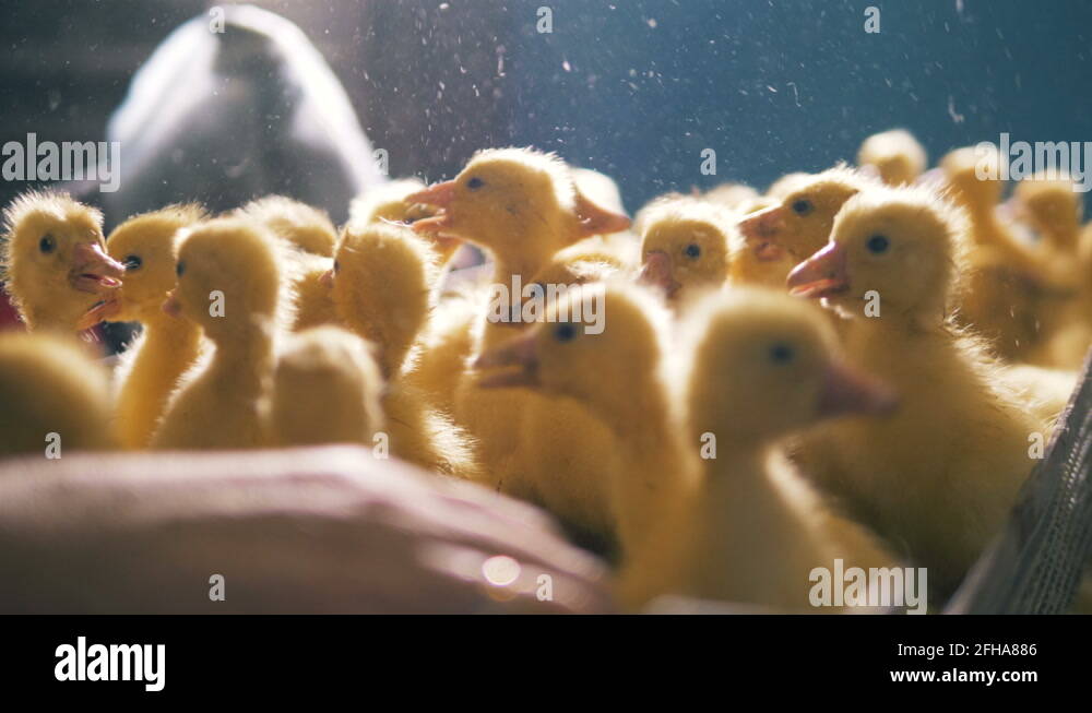 Container with quacking baby ducks is getting removed Stock Video ...