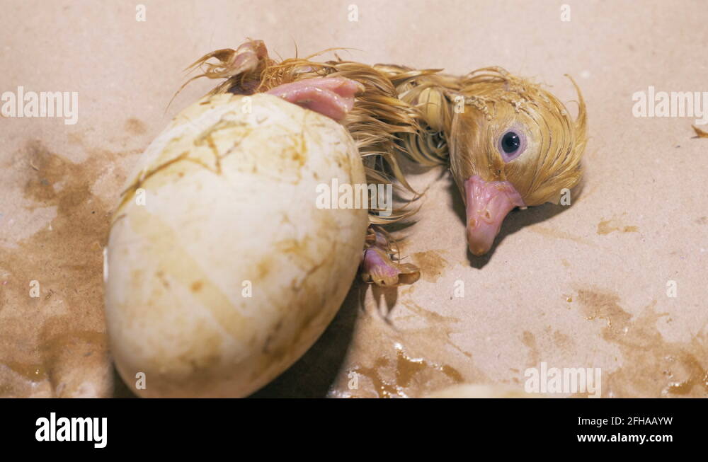 A wet duckling Stock Videos & Footage - HD and 4K Video Clips - Alamy