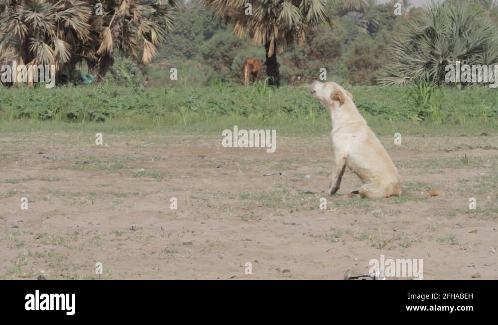 Dog howling Stock Videos & Footage - HD and 4K Video Clips - Alamy