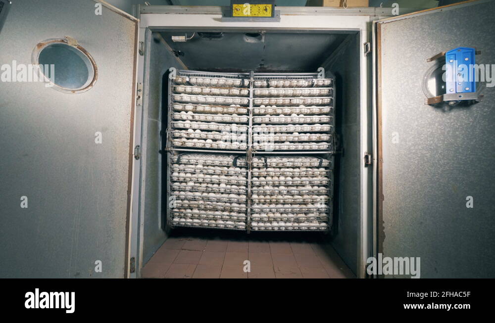 Incubation unit Stock Videos & Footage - HD and 4K Video Clips - Alamy