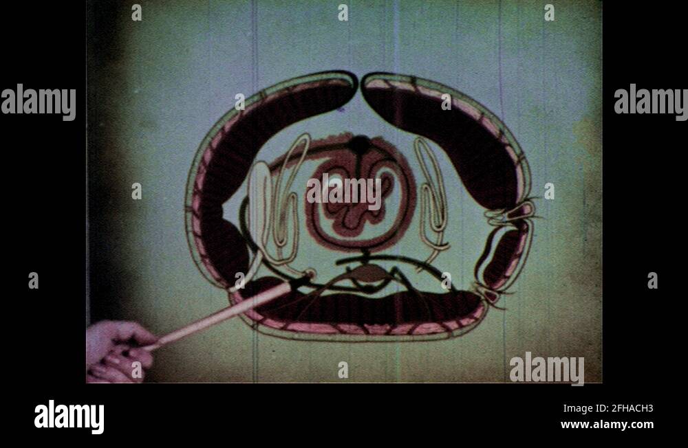 1960s Man Uses Lecture Pointer To Gesture To Parts Of Cross Section