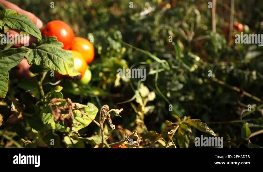 Spoiled crop plant Stock Videos & Footage - HD and 4K Video Clips - Alamy