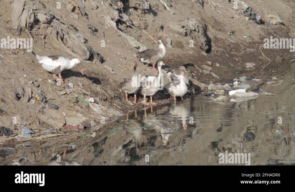 Trash ducks Stock Videos & Footage - HD and 4K Video Clips - Alamy