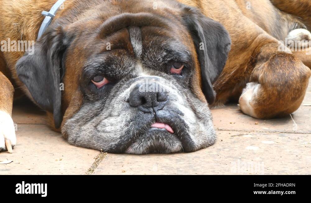 Boxer dog head Stock Videos & Footage - HD and 4K Video Clips - Alamy