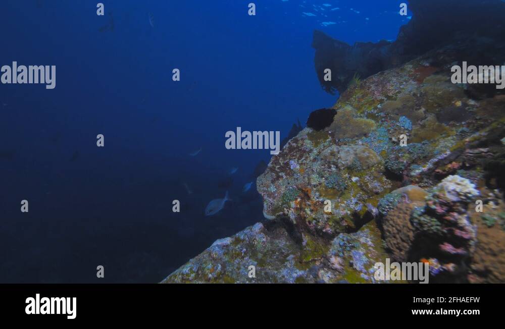 4k Underwater Deep dark ocean scene with colorful fish and corals Stock ...