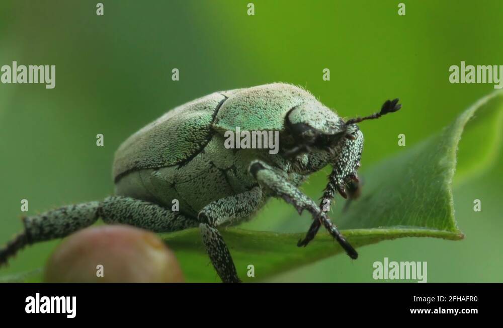 Parvula Stock Videos & Footage - HD and 4K Video Clips - Alamy