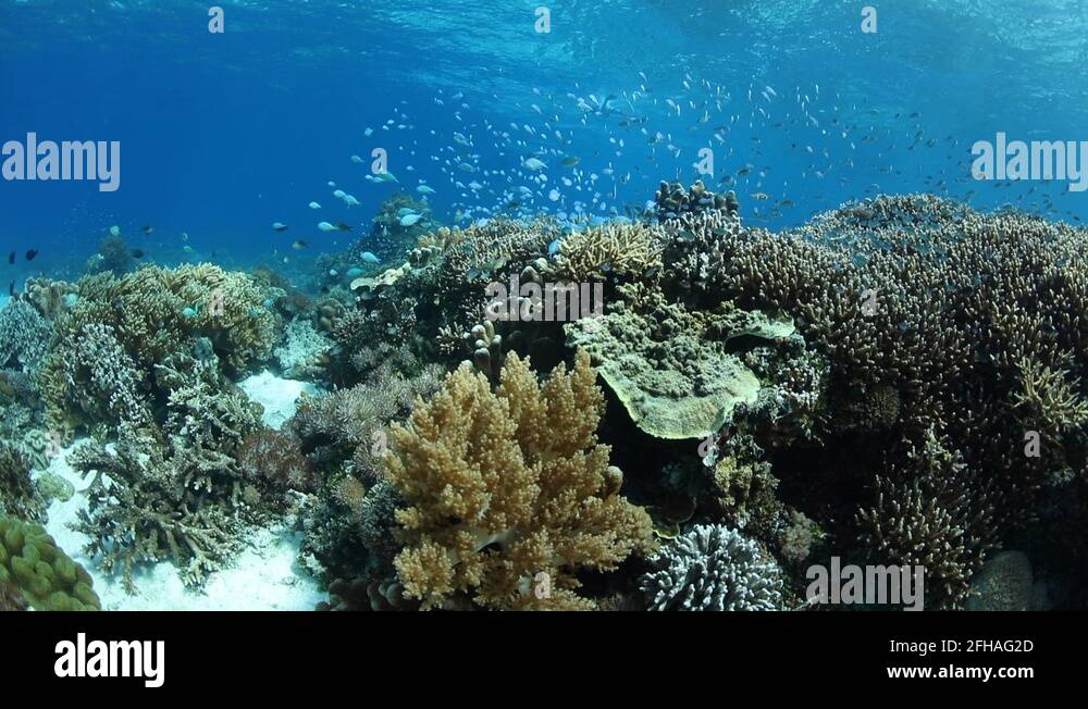 Reef scenery Stock Videos & Footage - HD and 4K Video Clips - Alamy