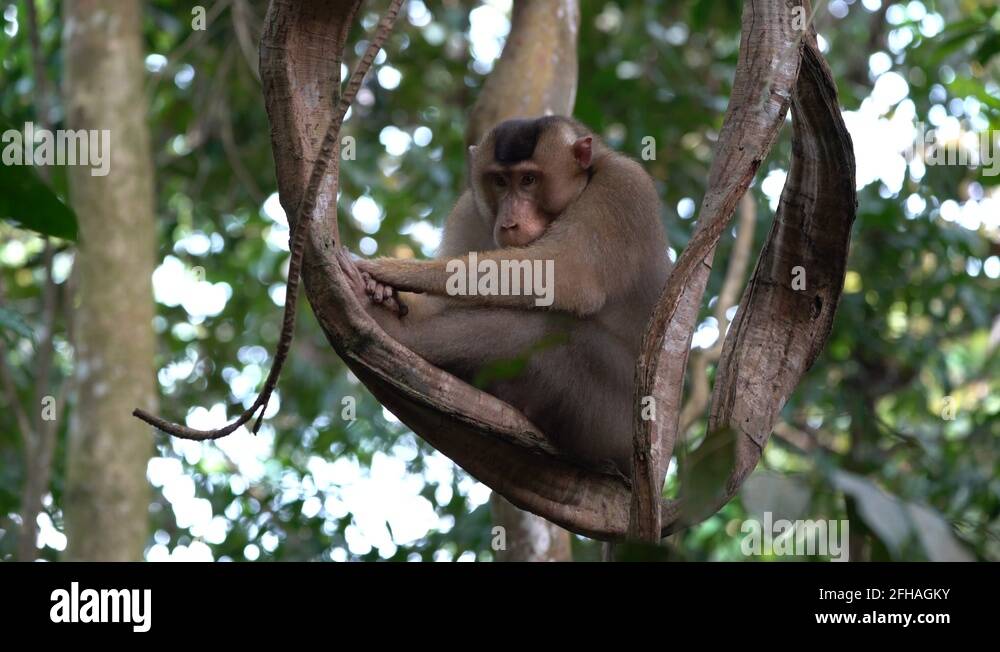 Monkey teeth Stock Videos & Footage - HD and 4K Video Clips - Alamy