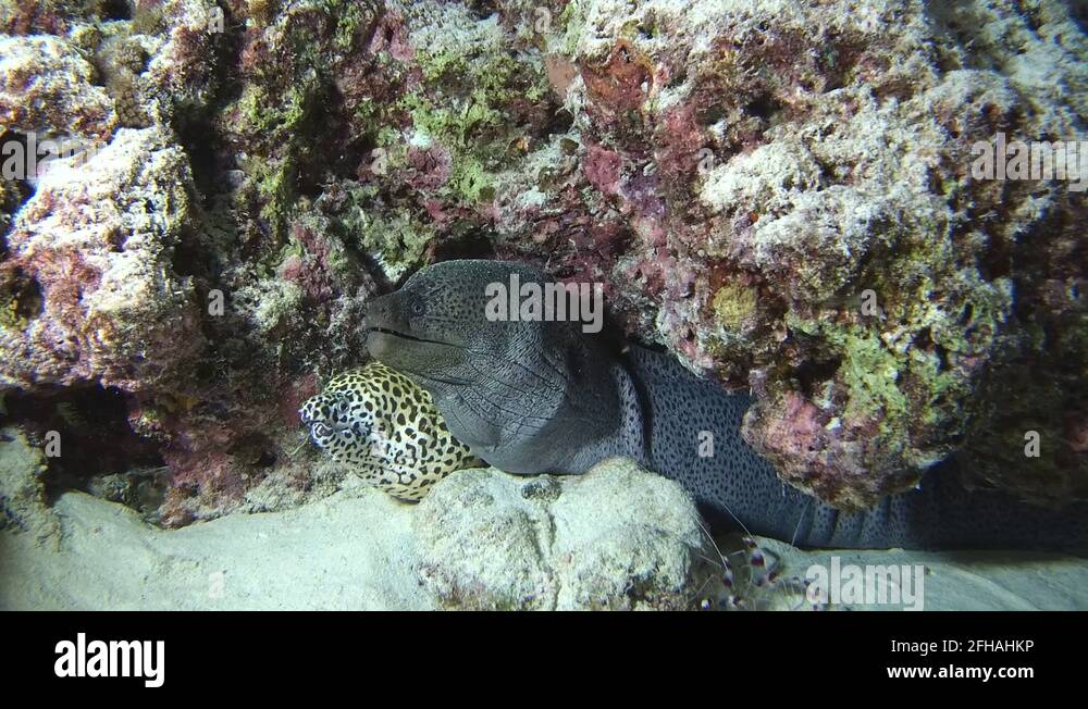 Two Morays with cleaner shrimp, Giant moray - Gymnothorax javanicus ...