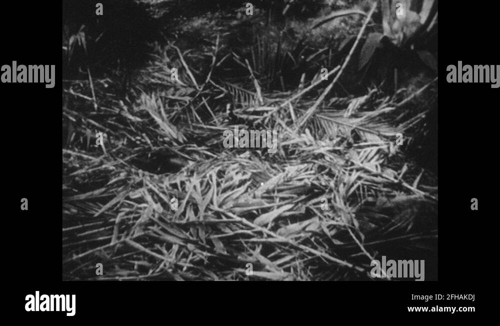 Tiger trap Stock Videos & Footage - HD and 4K Video Clips - Alamy