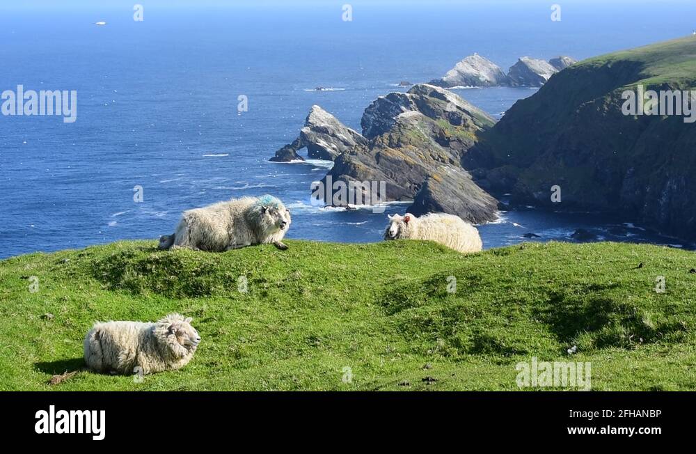 Sheep of the sea Stock Videos & Footage - HD and 4K Video Clips - Alamy