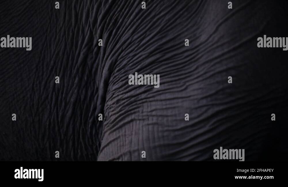 Skin texture wildlife Stock Videos & Footage - HD and 4K Video Clips ...