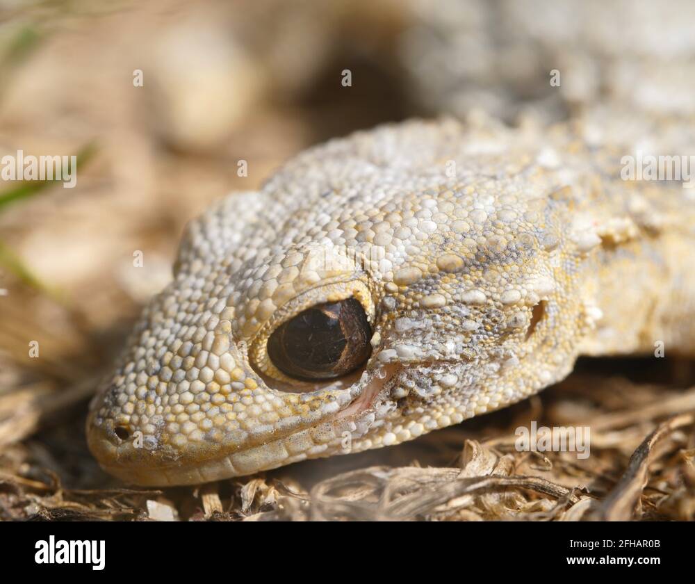 Dragon predator Stock Videos & Footage - HD and 4K Video Clips - Alamy