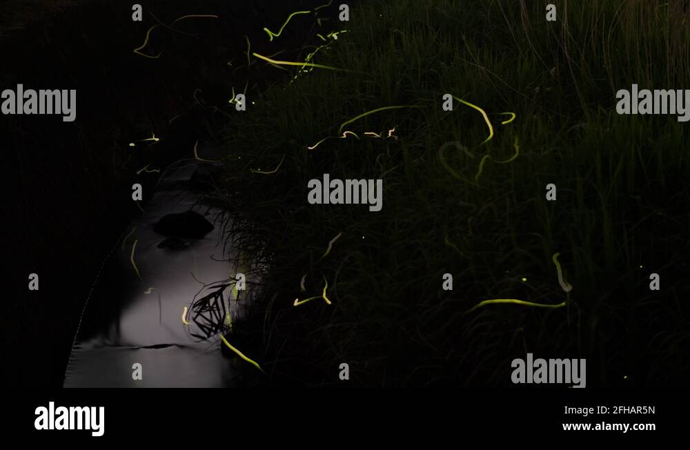 Firefly in river Stock Videos & Footage - HD and 4K Video Clips - Alamy
