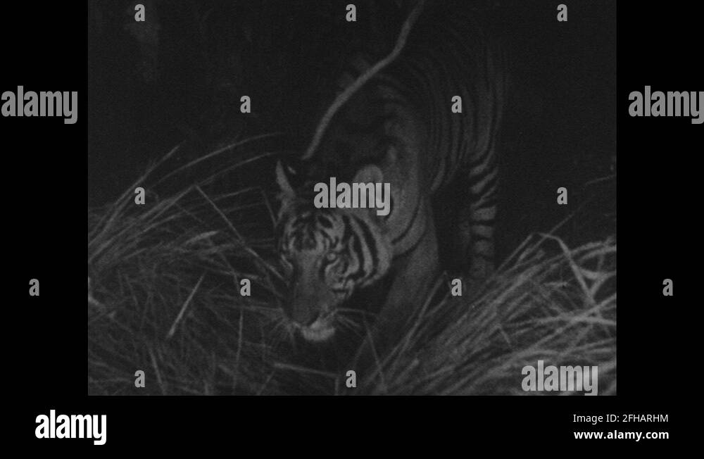 Tiger night zoo safari Stock Videos & Footage - HD and 4K Video Clips ...